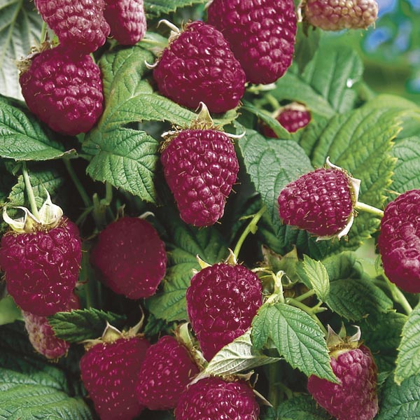 raspberry plants nz